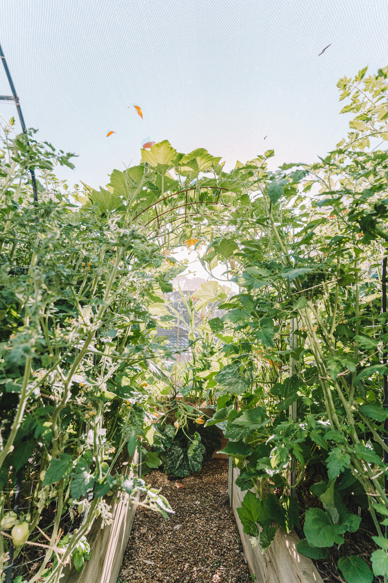 DIY Veggie Garden Arch - How to Make a Garden Arch Using Reo Mesh ...