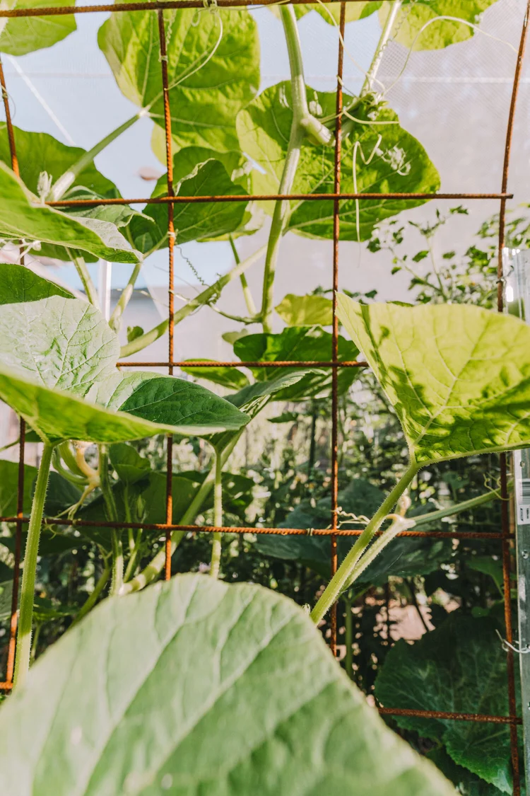DIY Veggie Garden Arch - How to Make a Garden Arch Using Reo Mesh ...