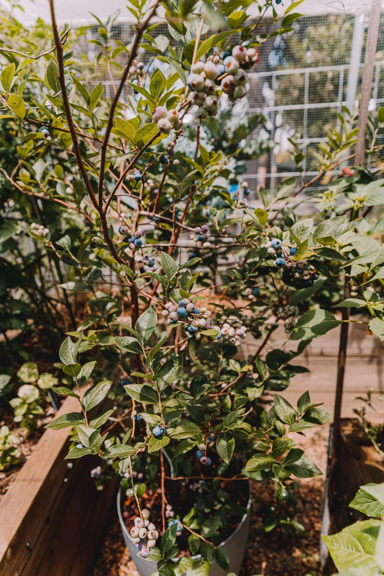 How to Grow an Abundance of Blueberries! Simple, Easy Guide — CONNIE CAO
