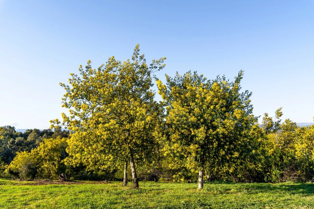 ️ Méthode DISC : le profil influent jaune — Vecteur de croissance