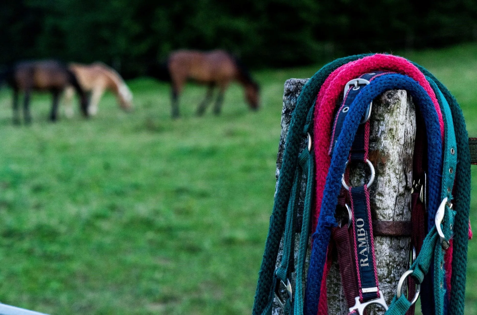 The Healing Power of Equine Therapy An Overview — Freedom Counseling Group