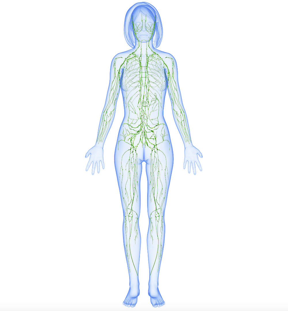 Ballancer®Pro: Lymphatic Drainage Device in Stoneham, MA — Nutrition ...