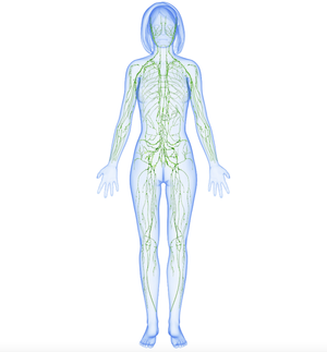 Ballancer®Pro: Lymphatic Drainage Device — Nutrition & Whole Health ...