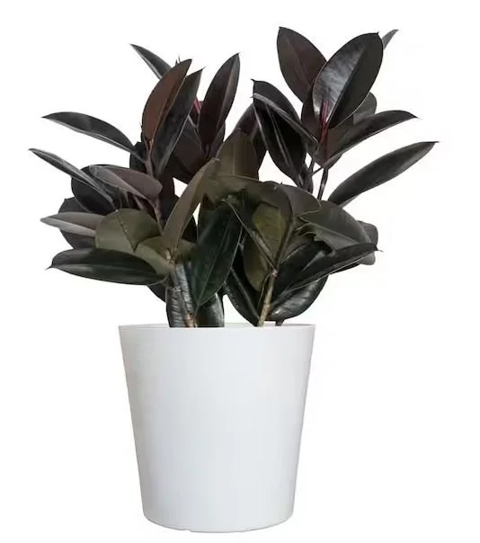 House Plants That Are Perfect for Fall Decor — SNPC Design