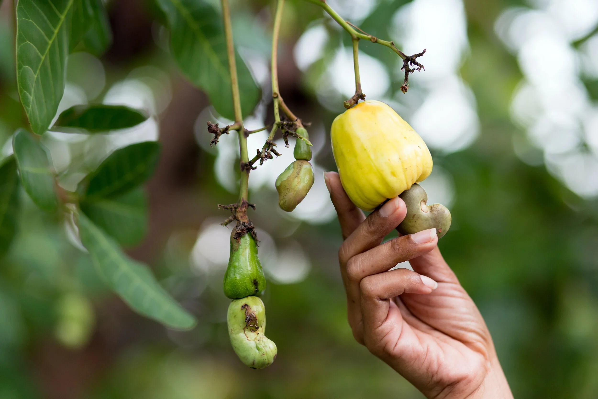 Ghana Alphonsa Cashew Industries Ghana Alphonsa Cashew Industries