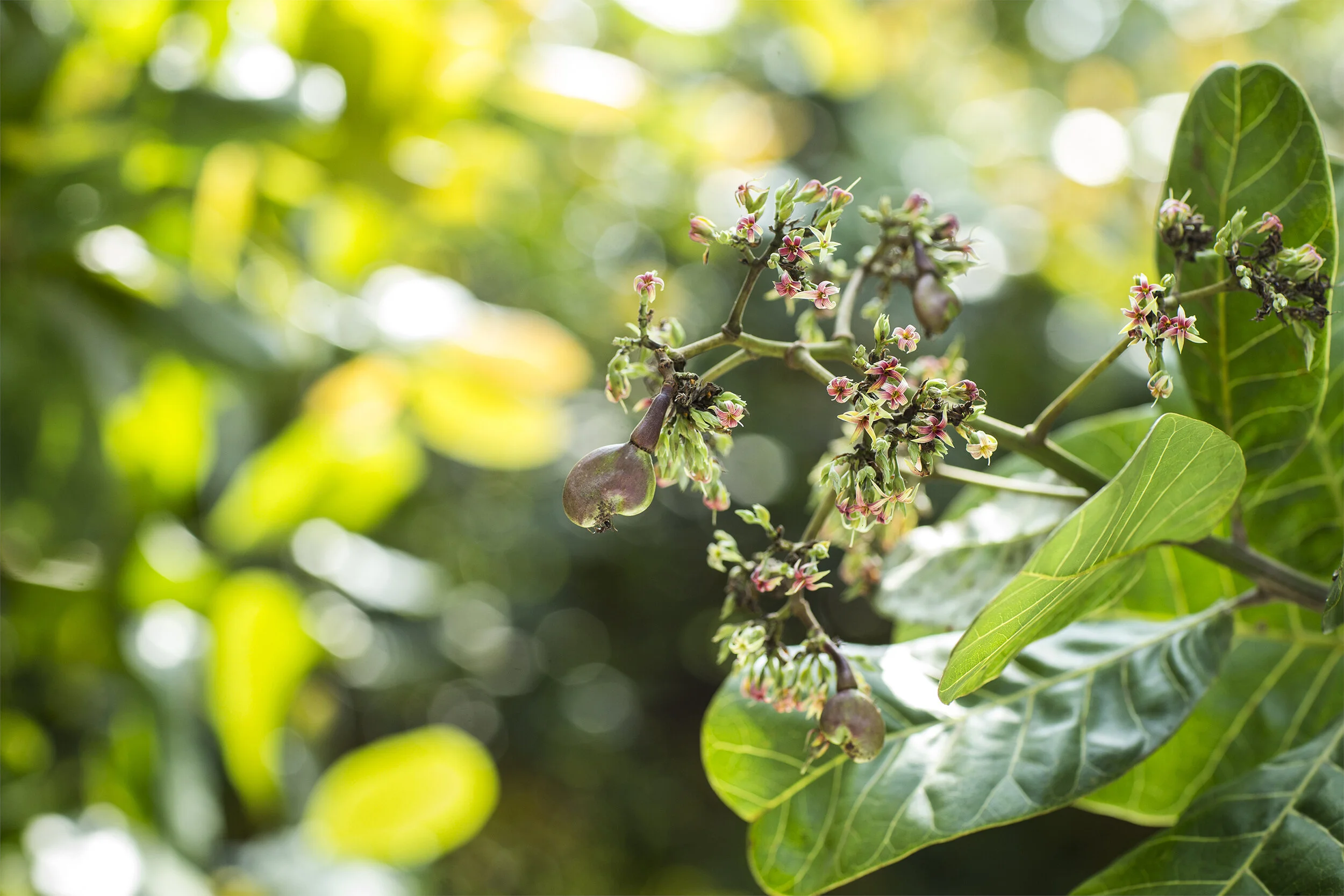Procurement | Alphonsa Cashew Industries