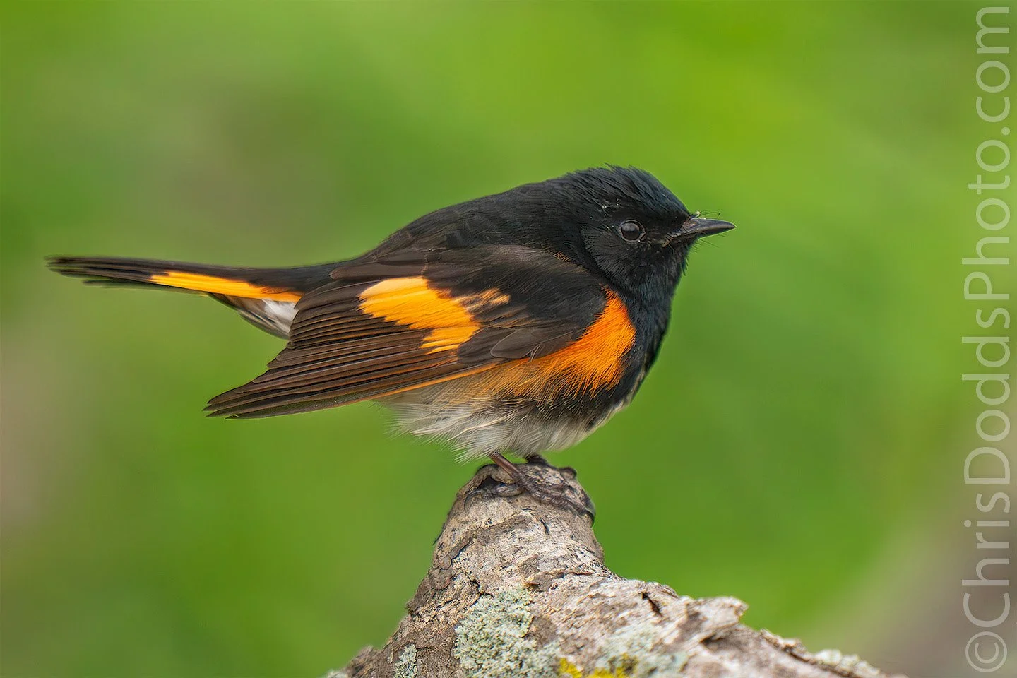 American Redstart at Point Pelee | Spring Migration Bird Photography ...