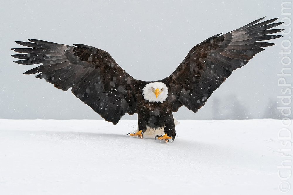 Bald Eagle Wing Stretch — Nature Photography Blog