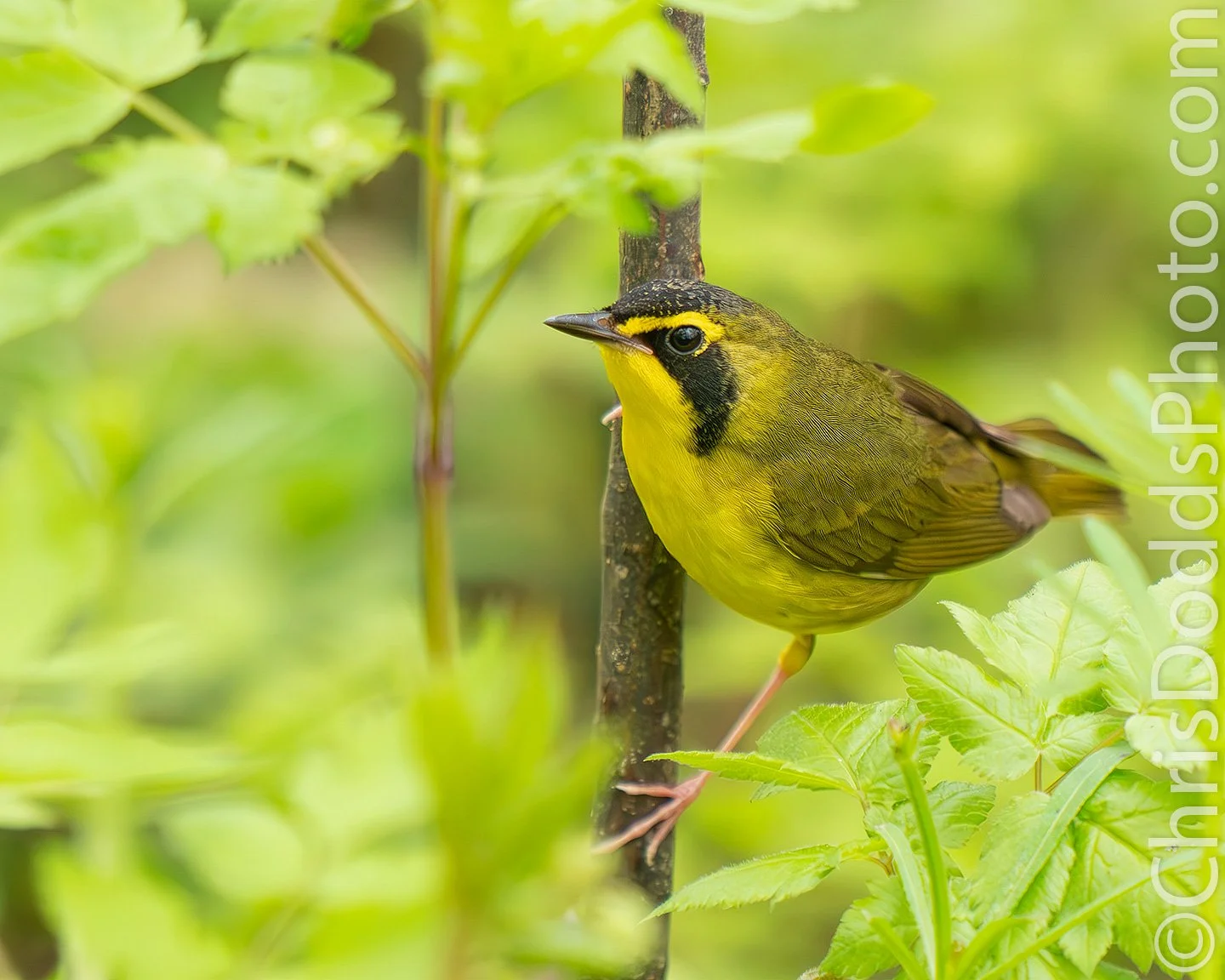 Kentucky Warbler — Nature Photography Blog
