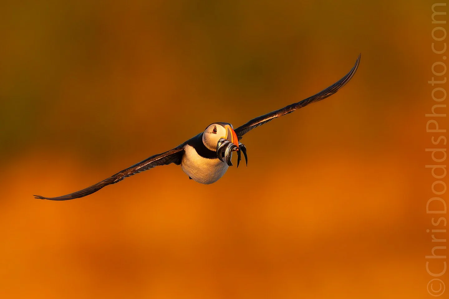 Atlantic Puffin flying with fish against golden cliffs — Nature ...