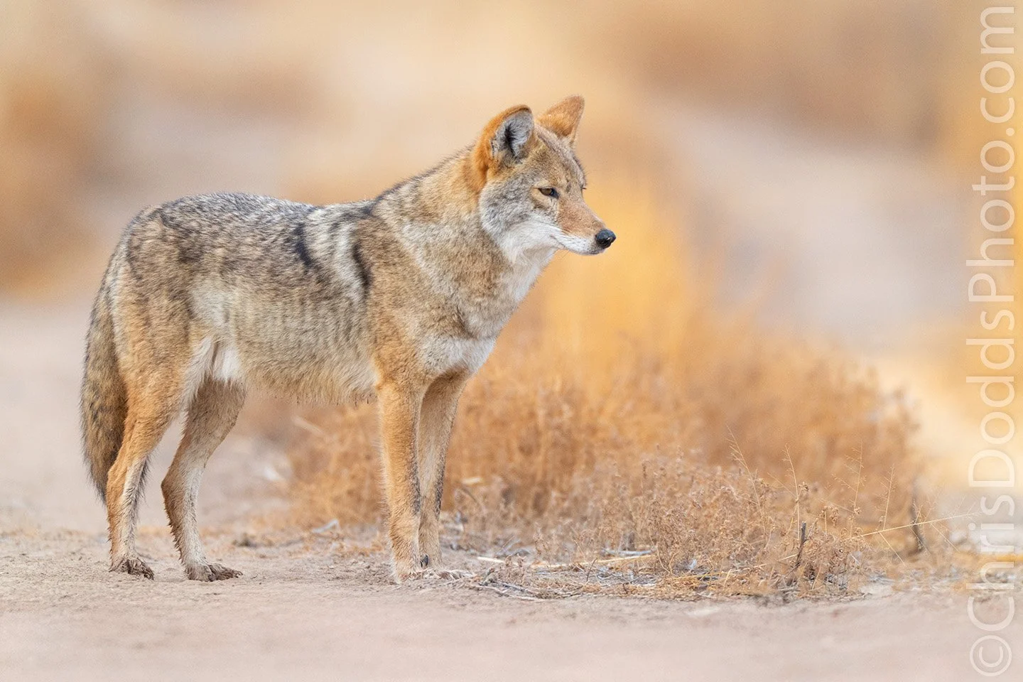 Coyote Bosque del Apache — Nature Photography Blog