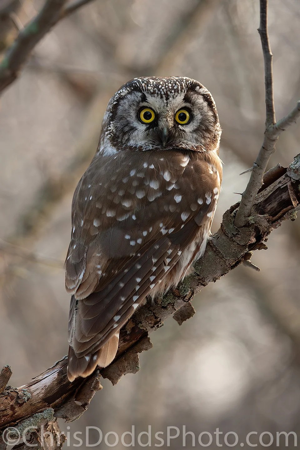 Boreal Owl — Nature Photography Blog