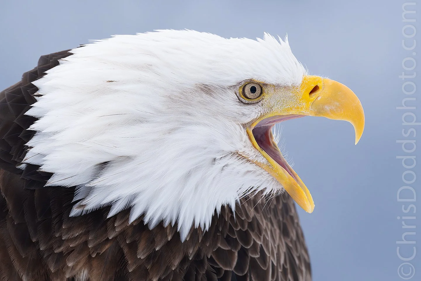 Bald Eagle Calling Portrait — Nature Photography Blog
