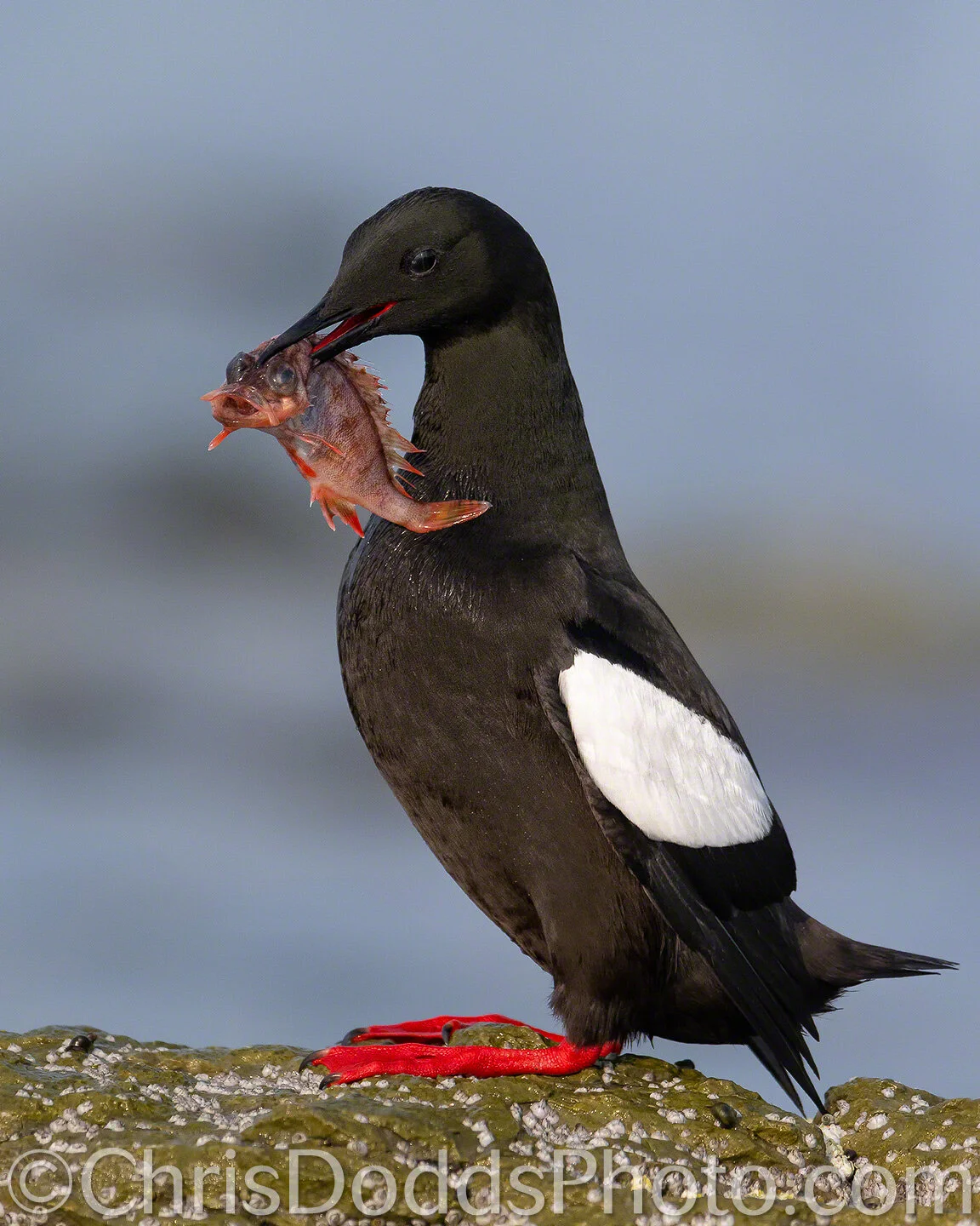 Black Guillemot displaying with Arctic Shanny — Nature Photography Blog