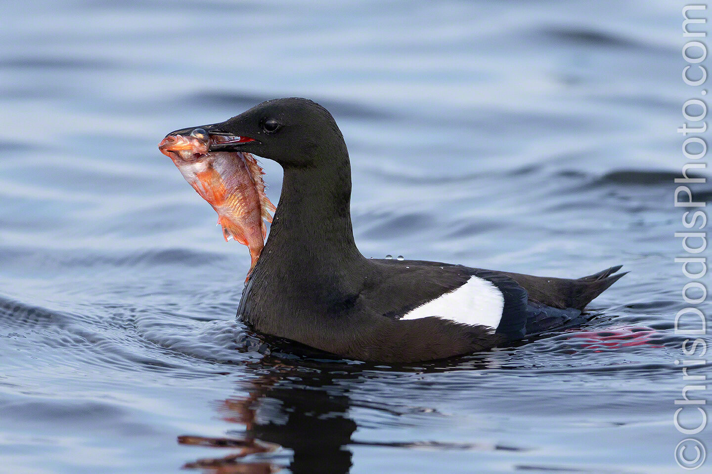 Black Guillemot with Arctic Shanny — Nature Photography Blog