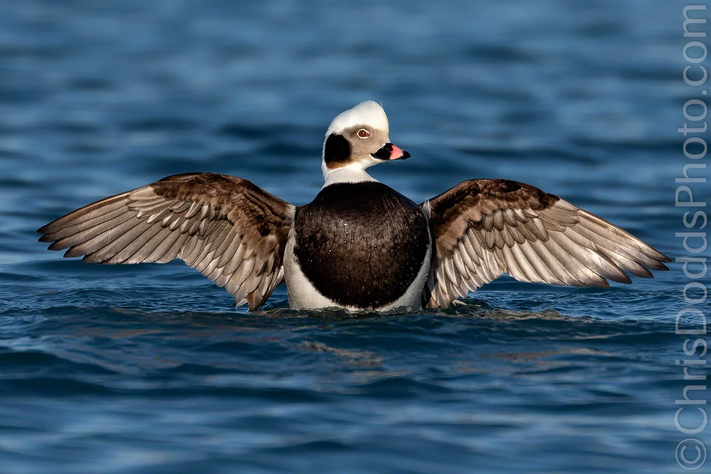 Long-tailed Duck — Nature Photography Blog