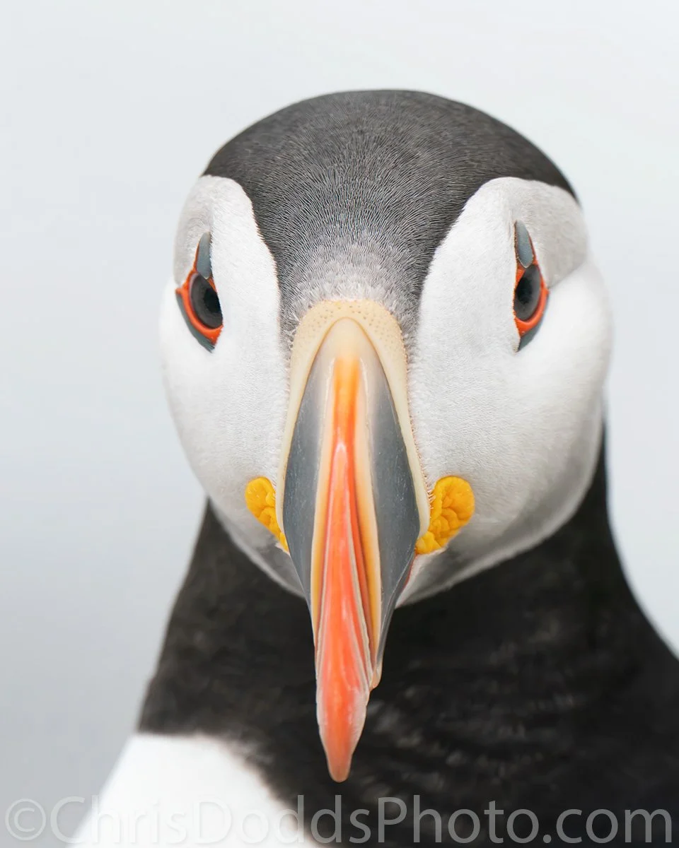 Puffin Portrait in the Fog — Nature Photography Blog