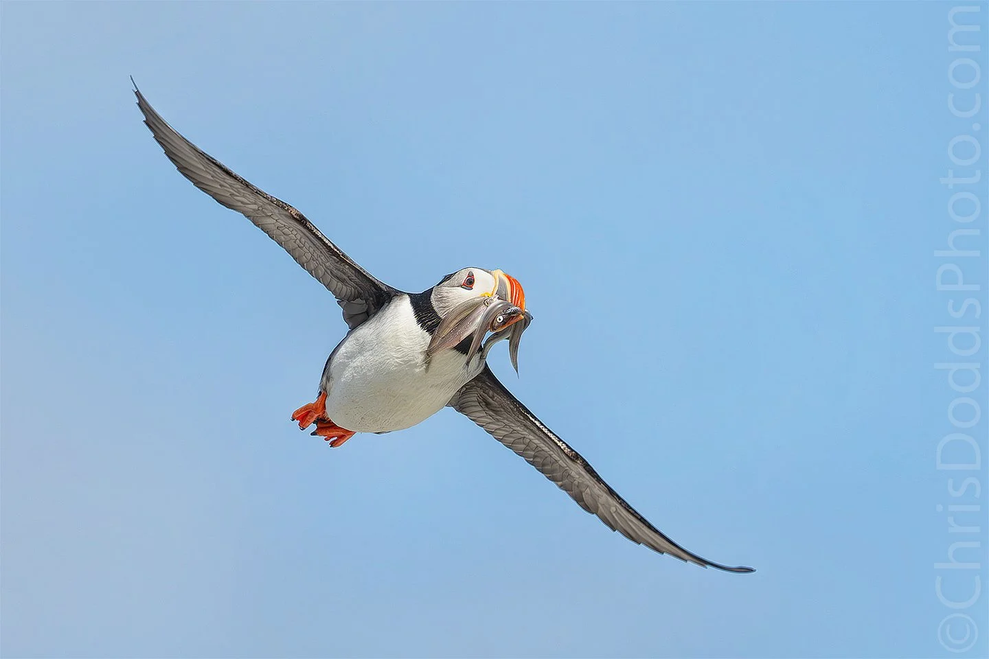Atlantic Puffin in flight with fish — Nature Photography Blog
