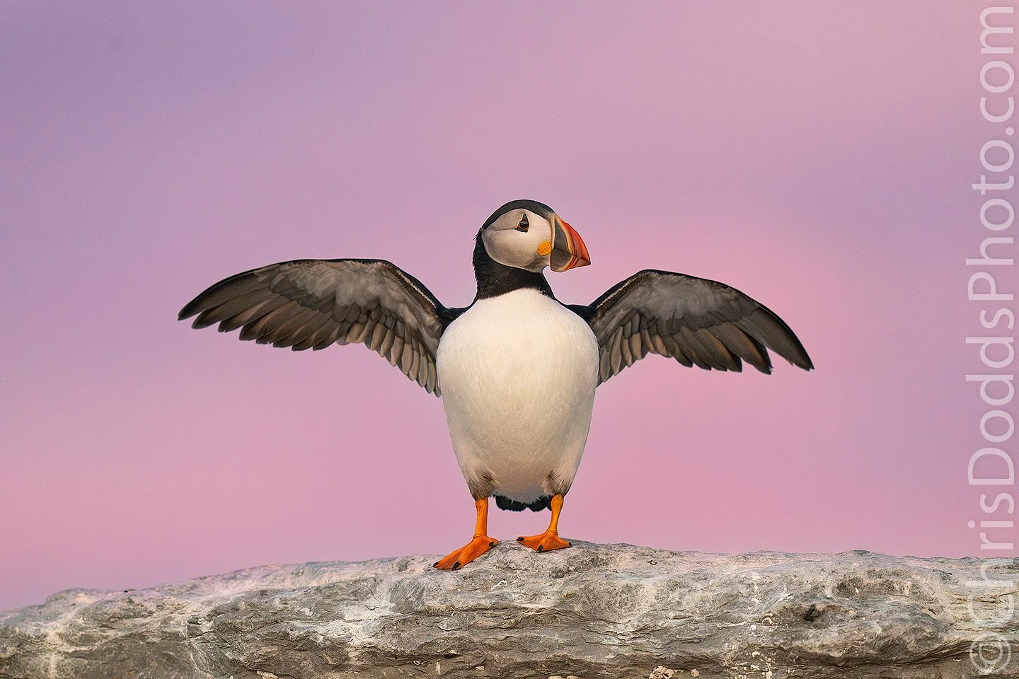 Atlantic Puffin Pink Sky at Night — Nature Photography Blog