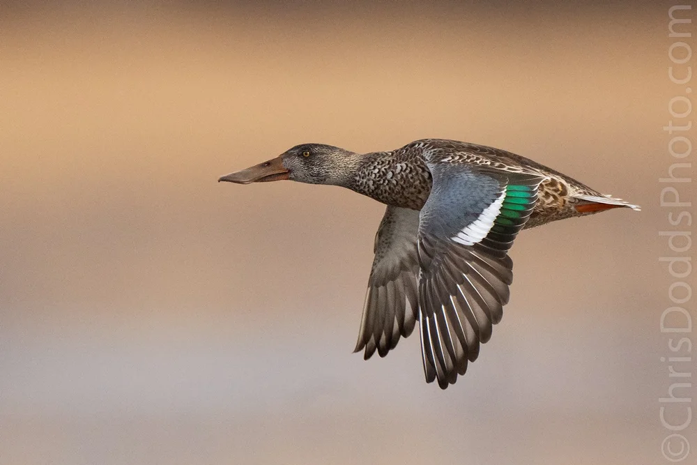 Northern Shoveler — Nature Photography Blog