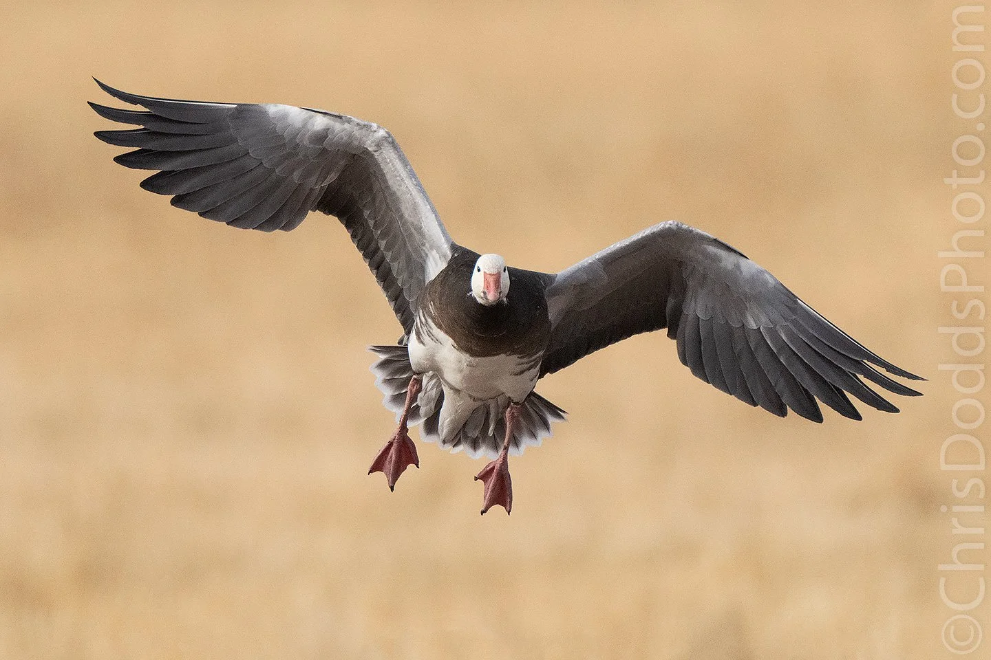 Snow Goose (blue morph) Landing Head-on — Nature Photography Blog