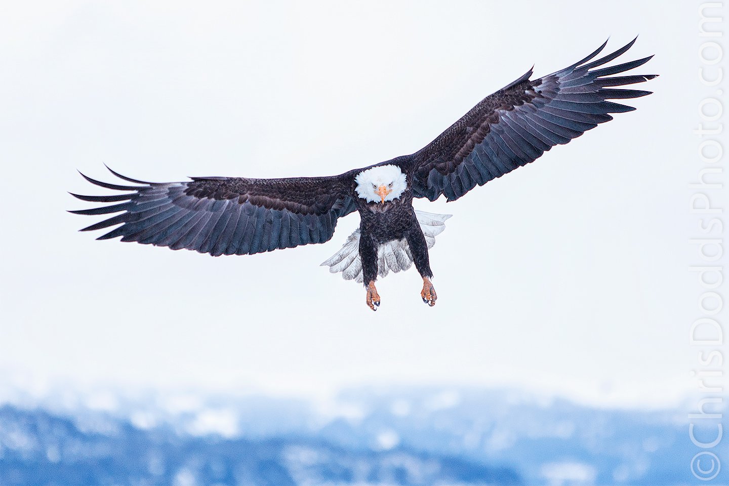 Bald Eagle — Nature Photography Blog