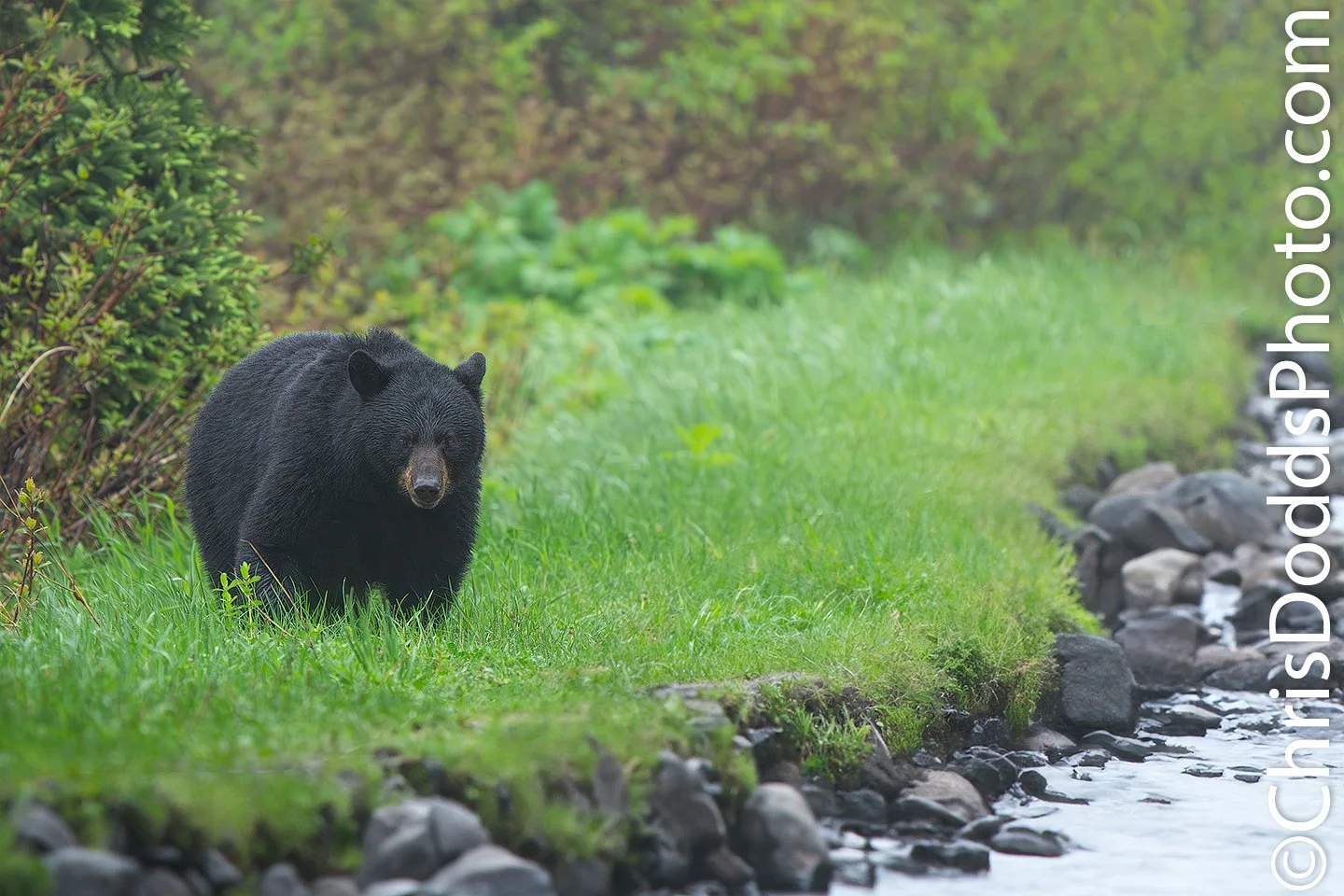 Black Bear Sow — Nature Photography Blog