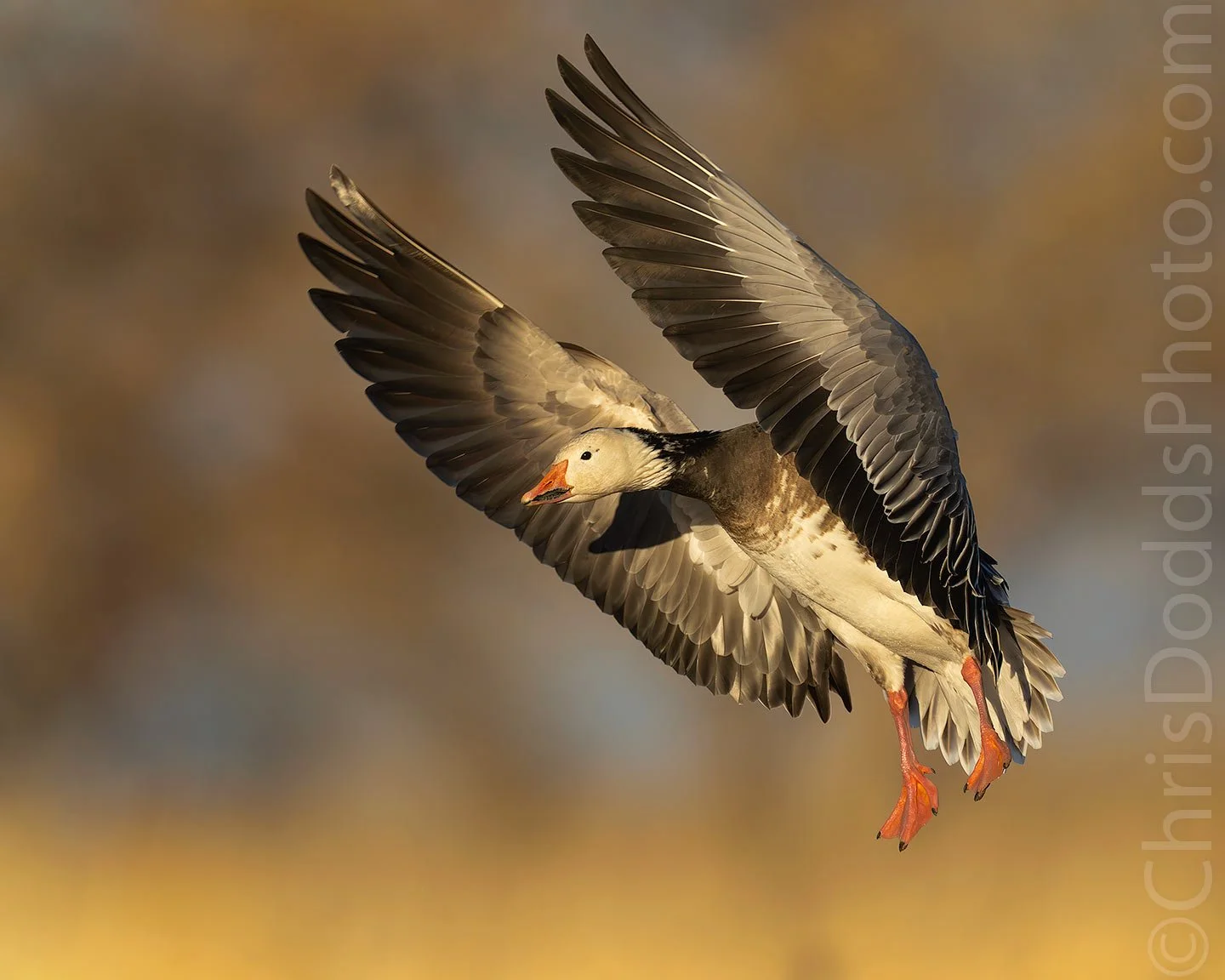 Nature Photography Blog