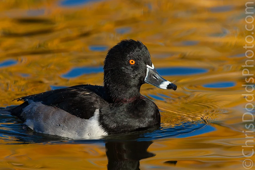 Ring-necked Duck Drake — Nature Photography Blog