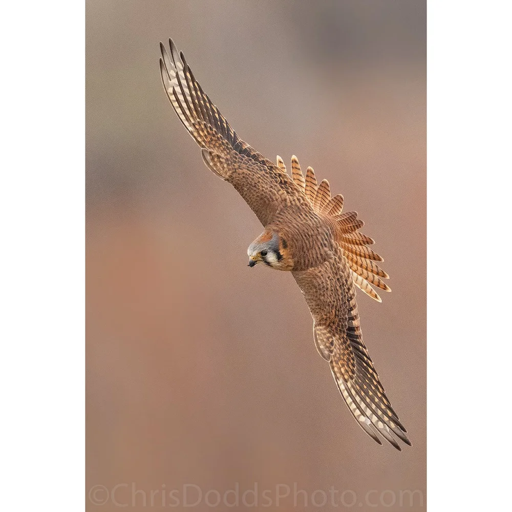 American Kestrel dorsal view in flight — Nature Photography Blog