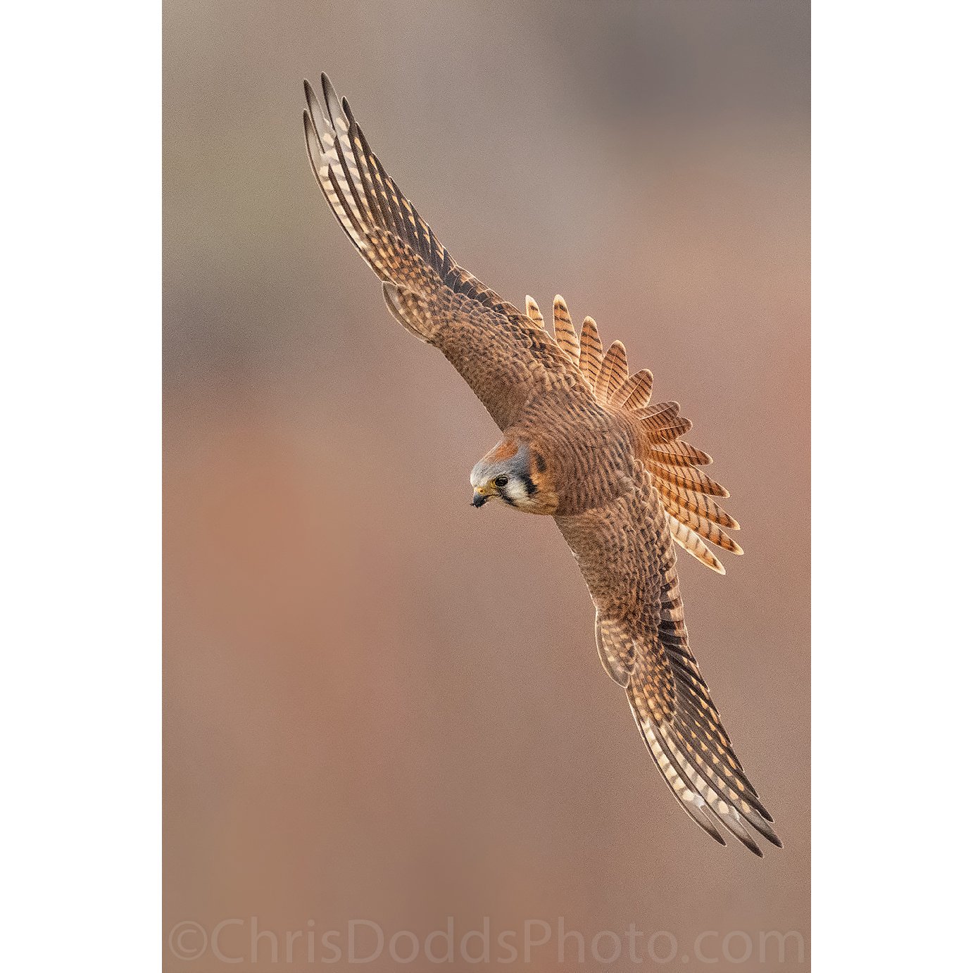 American Kestrel dorsal view in flight — Nature Photography Blog