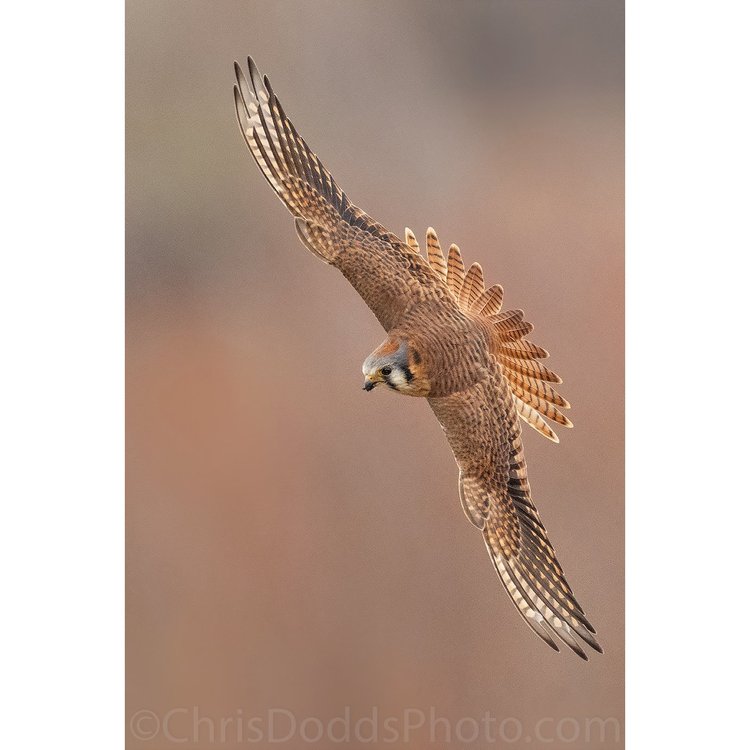 American Kestrel dorsal view in flight — Nature Photography Blog