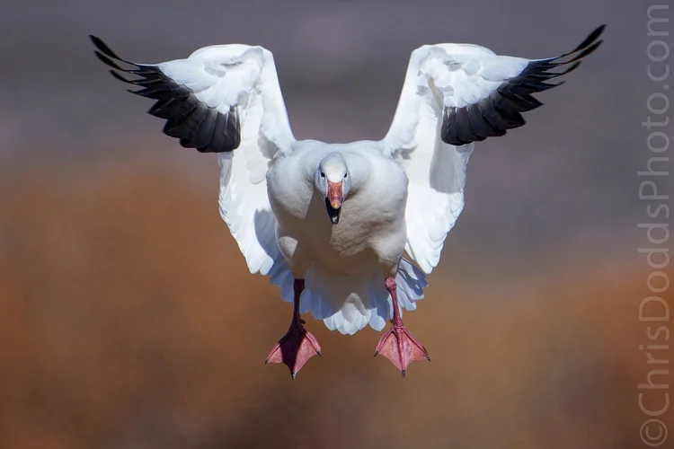 Snow Goose Landing Head-on — Nature Photography Blog