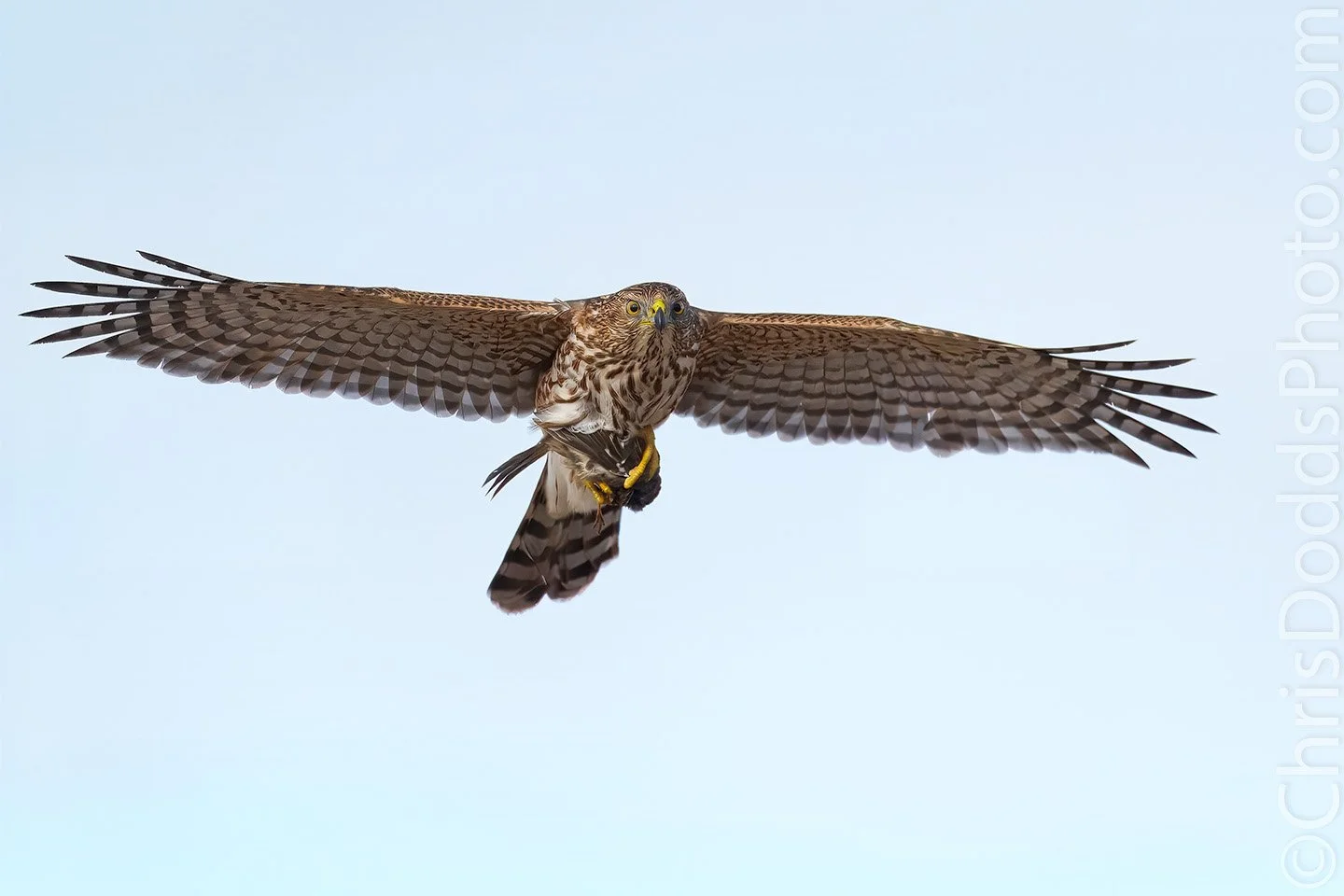 Cooper’s Hawk with White-crowned Sparrow prey in flight — Nature ...