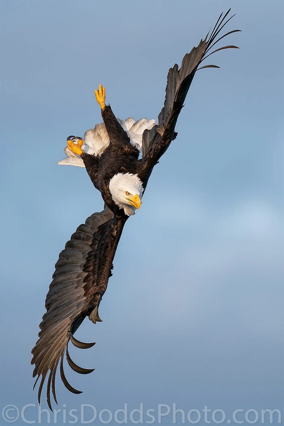 Bald Eagle over the top — Nature Photography Blog