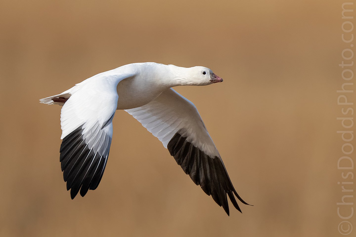 Ross's Goose in flight — Nature Photography Blog