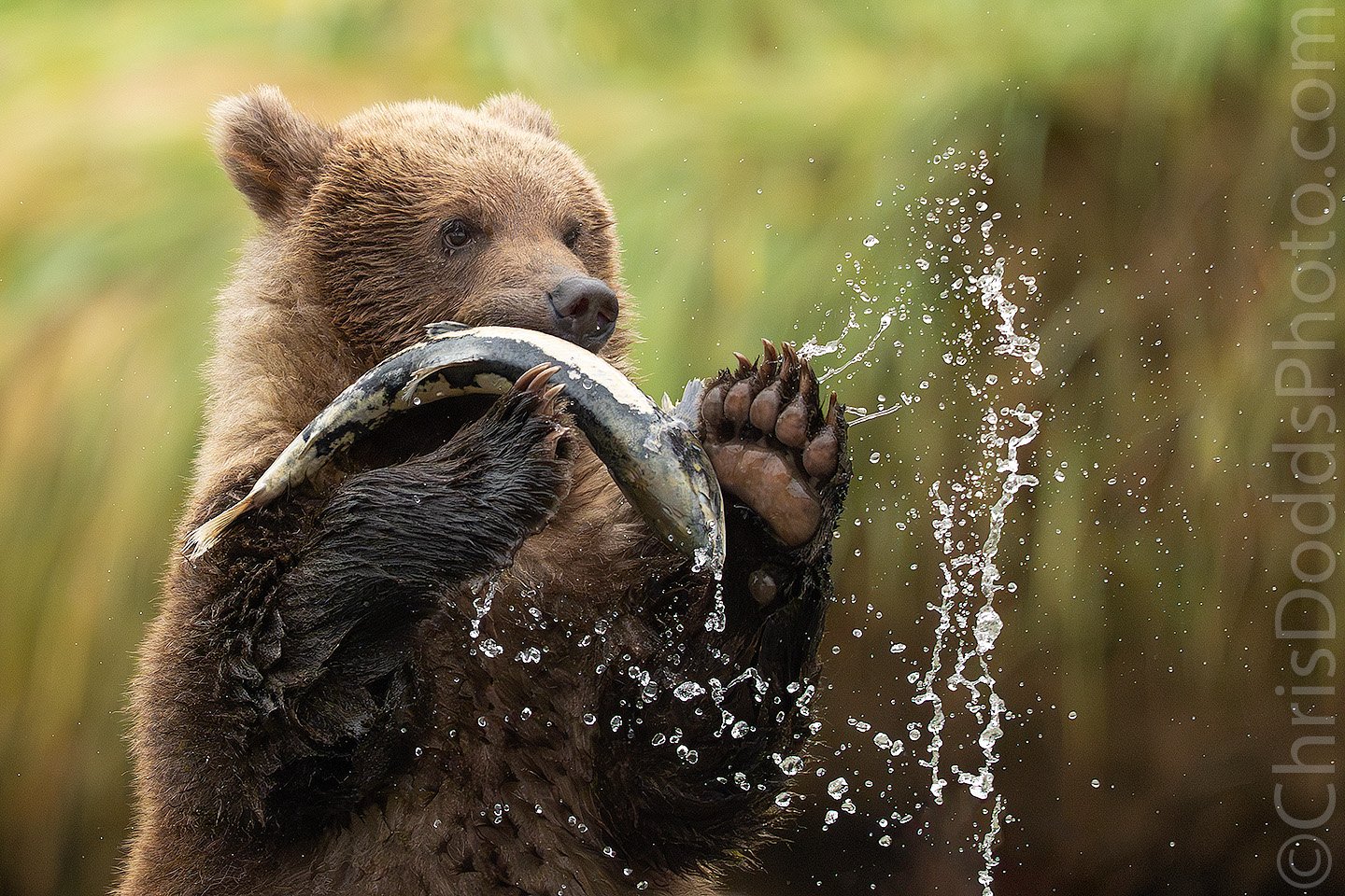 Wild Bear Cub Catches Salmon in Alaska | Coastal Brown Bear Action at ...