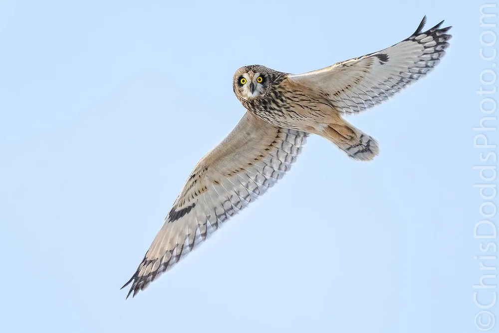 Short-eared Owl Stare — Nature Photography Blog