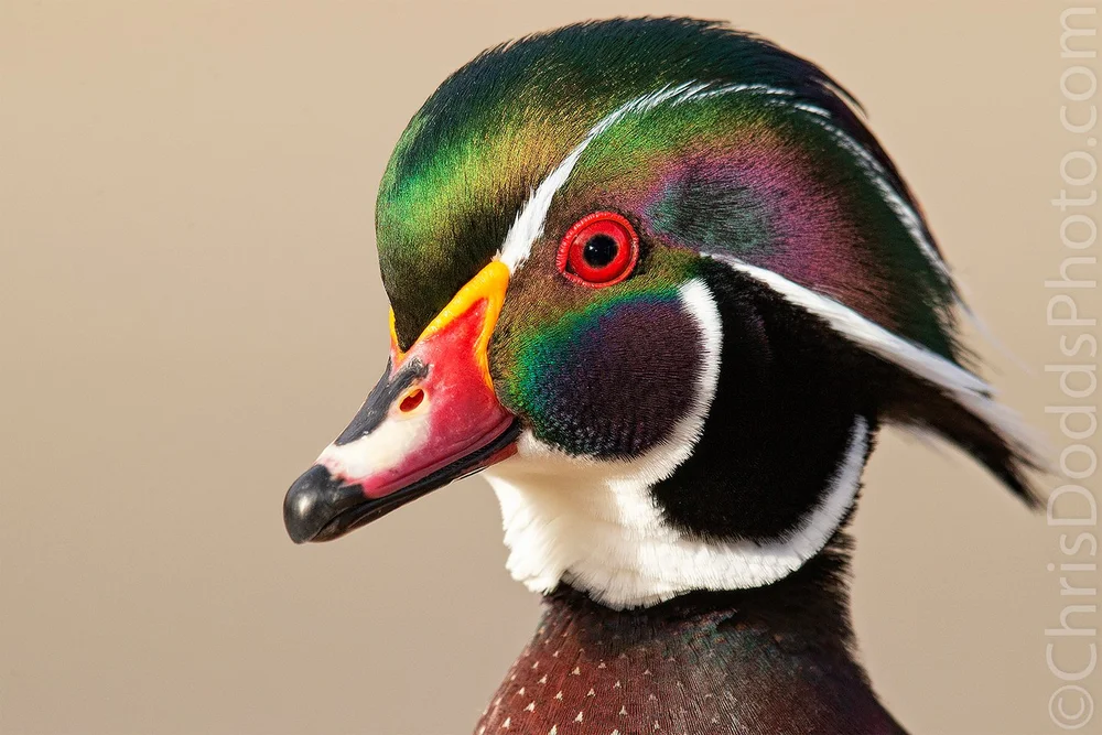 Wood Duck Portrait — Nature Photography Blog