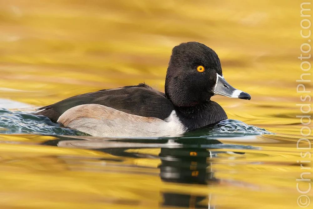 Ring-necked Duck — Nature Photography Blog