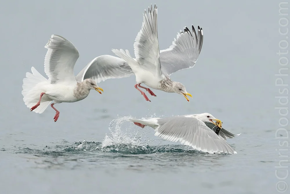 Glaucous-winged Gulls — Nature Photography Blog