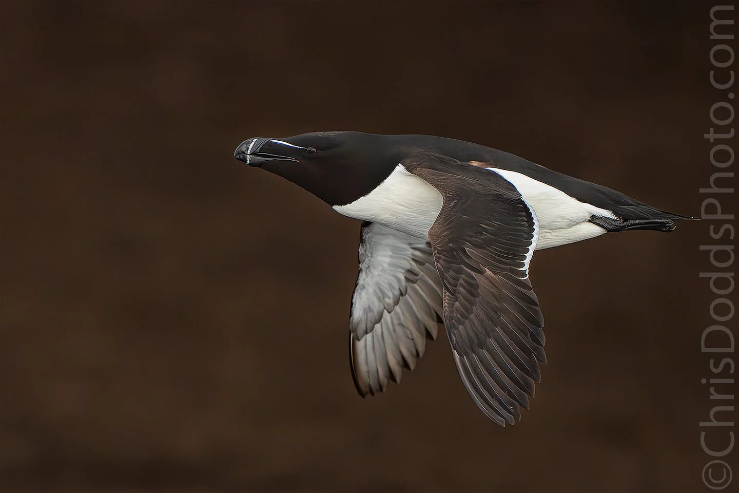 Razorbill in flight — Nature Photography Blog