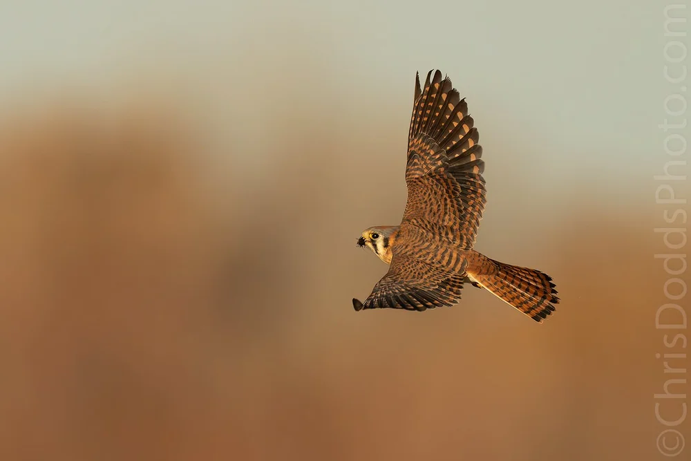 American Kestrel in flight with a cricket snack — Nature Photography Blog