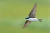 Tree swallow in flight — Nature Photography Blog