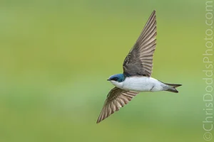Tree swallow in flight — Nature Photography Blog
