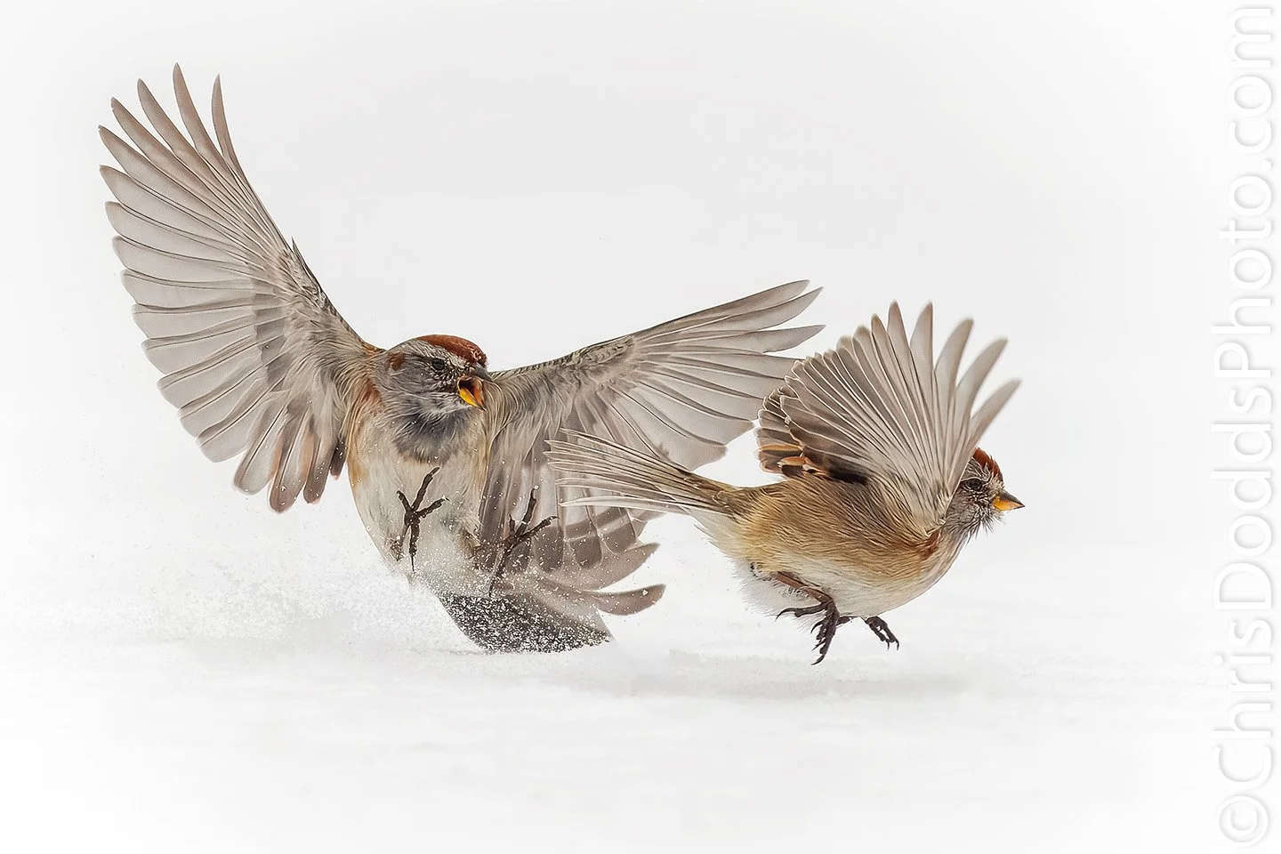 American Tree Sparrows — Nature Photography Blog