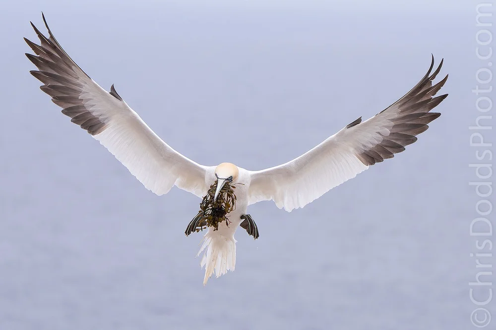 Northern Gannet landing with seaweed — Nature Photography Blog
