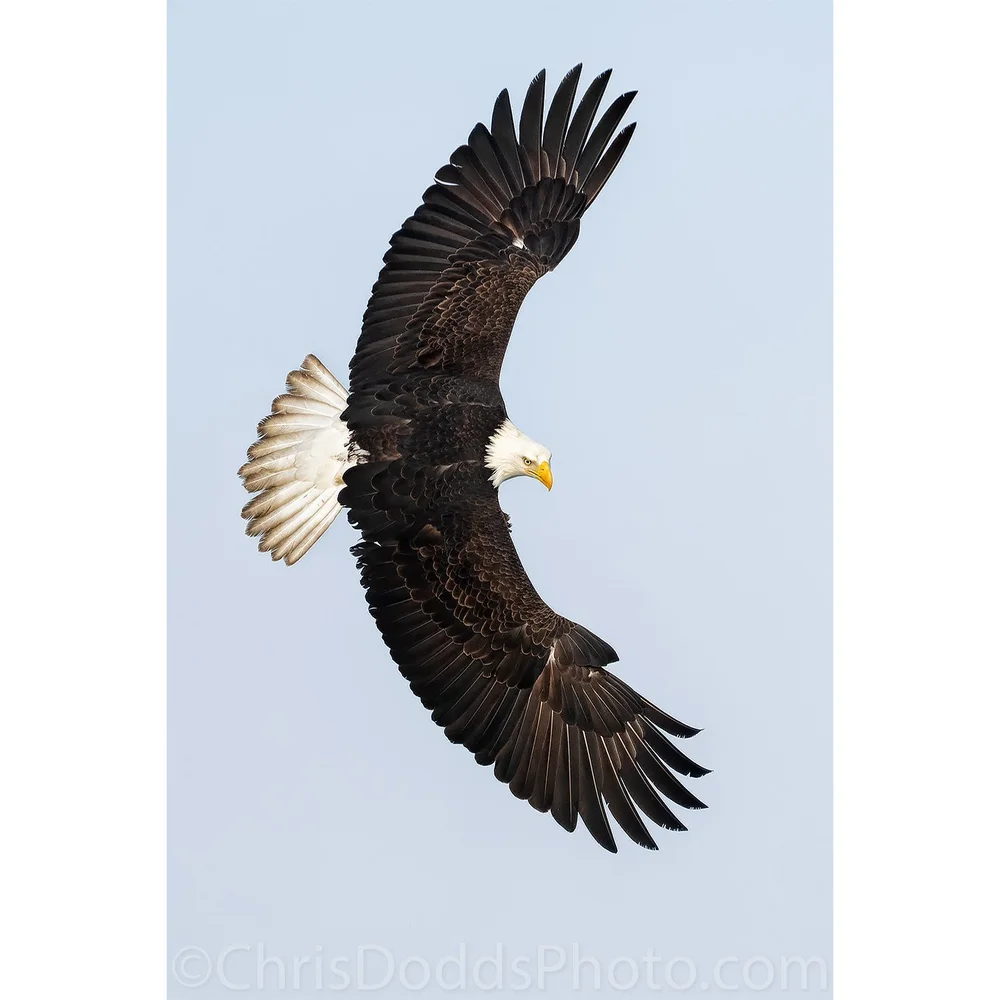 Bald Eagle top of the dive — Nature Photography Blog