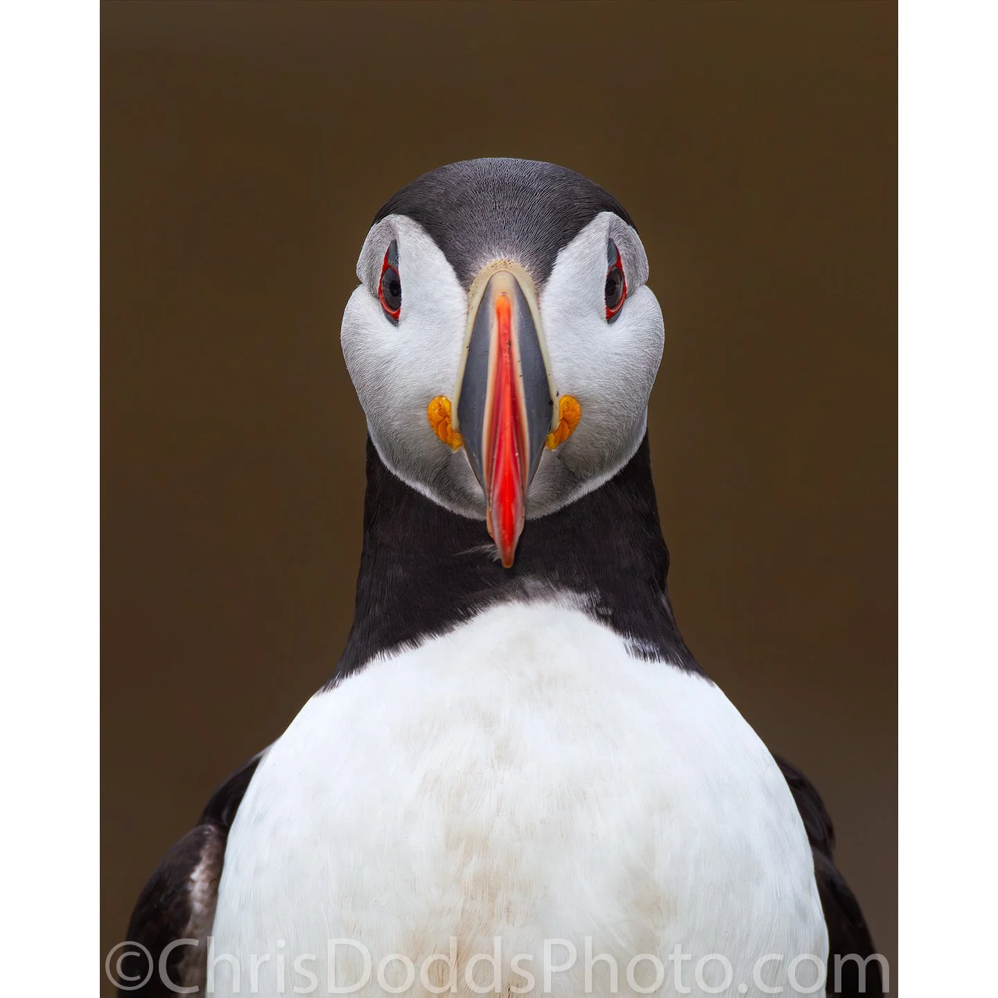 Deluxe Atlantic Puffin Workshop update — Nature Photography Blog