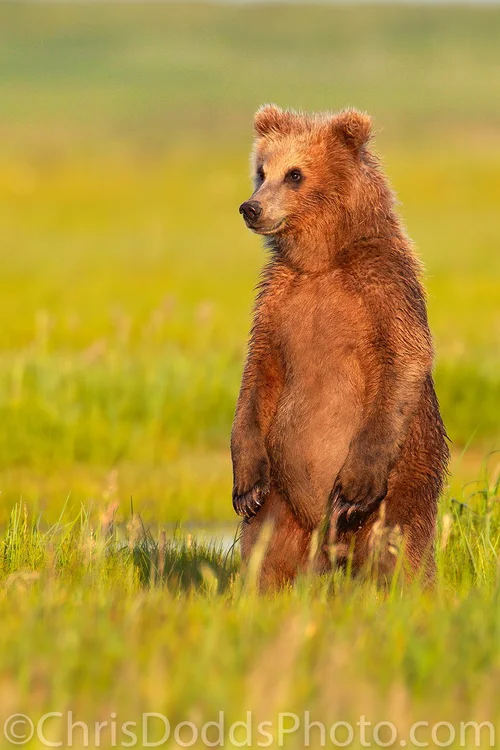 Ultimate Brown Bear Workshop — Golden Light Cub Photography in Katmai ...